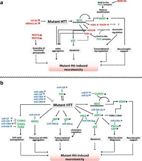 Cellular Functions Of Ncrnas Involved In Hd Pathogenesis A Lncrnas