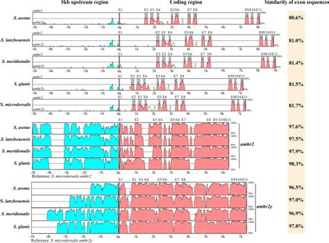 The Origin Evolution And Translocation Of Sex Chromosomes In Silurus Catfish Mediated By The Origin Evolution And Translocation Of Sex Chromosomes In Silurus Catfish Mediated By