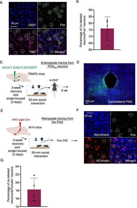 Figures And Data In Short Term Social Isolation Acts On Hypothalamic Neurons To Promote Social