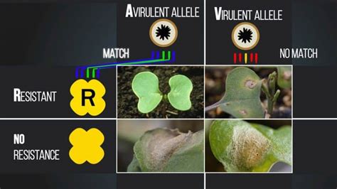 Blackleg Canola Encyclopedia