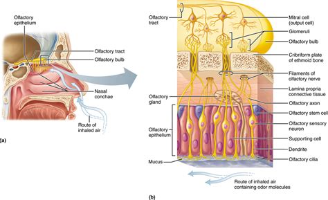 Olfaction Anatomy Diagram Quizlet