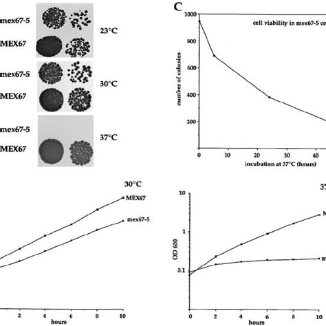 A Reversible Temperature Sensitive Mutant Of Mex67p A Growth Of