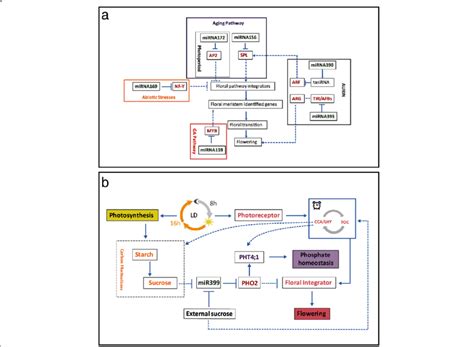 A Proposed Schematic Model Of Mechanisms Involving MiRNAs And Their Download Scientific Diagram