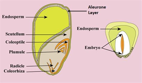 Aleurone Layer Of Maize Seed Stores And Is In Ploidy A Proteins N B Cellulose 2n C