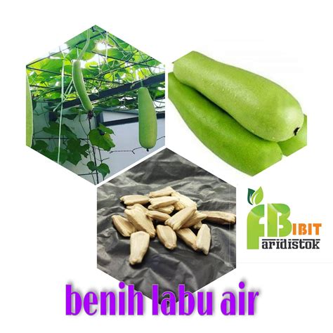100 Biji Benih Labu Air Panjang Lazada Indonesia