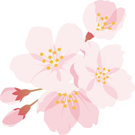 水彩日式樱花sakura花朵分割线边框花圈ai矢量印刷平面海报素材 2