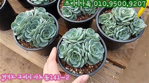 너무 예쁜 신상다육이 도착했어요 둥글둥글 비올레따 군생 너무 좋아요~ 원종모건뷰티 블루에뜨변이도 사랑스러워요오늘은 프리티