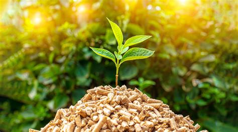 Introduction To Biomass Energy And Its Benefits