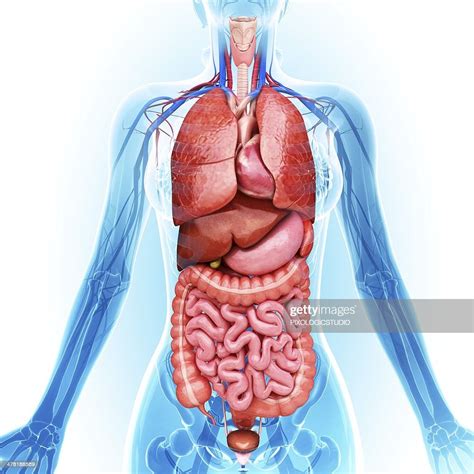 Human Internal Organs Artwork High Res Vector Graphic Getty Images