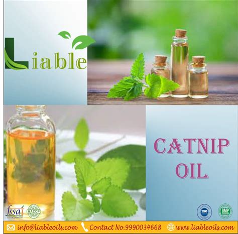 Catnip Oil Catnip Essential Oil Latest Price Manufacturers And Suppliers
