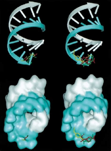 Conformations Of Dnarna Hybrids With Analogs At Terminal Positions