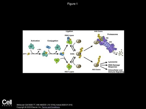 Harnessing The Power Of Proteolysis For Targeted Protein Inactivation