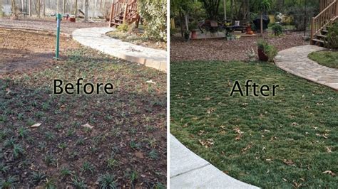 Planting Dwarf Mondo Grass With Video Proplugger