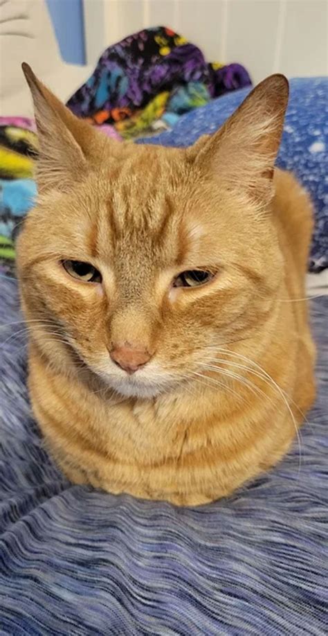 Ginger Cat