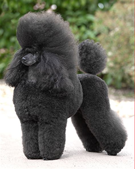 Miniature Poodle