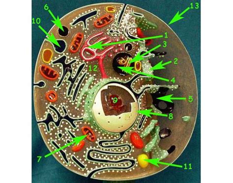 Cell Model Quiz