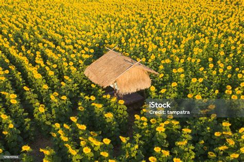 태국 롭부리의 여름철 에 자연 정원 공원에서 야외 여행 휴가 여행에서 산이 있는 만개한 해바라기 밭의 집이나 집의 공중 전경 자연 경관 0명에 대한 스톡 사진 및 기타