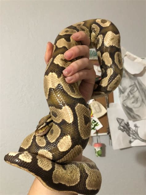 Python On Tumblr