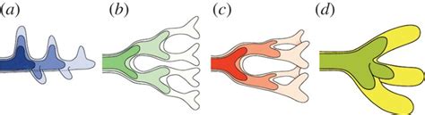 Modes Of Branching A Lateral Branching B Planar Bifurcation C