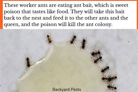 8 Easy Ways To Kill A Queen Ant In Your House Or Yard Backyard Pests