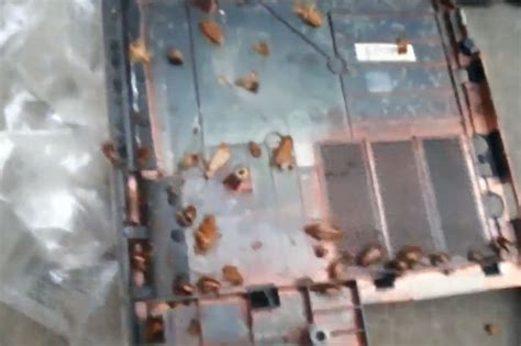 Watch The Disgusting Moment A Cockroach Colony Is Discovered Inside A