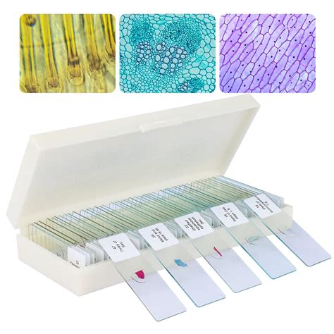 50 Pcs Microscope Slides With Lab Specimens For Sri Lanka Ubuy
