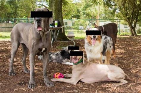 رابطه جنسی پسر بچه 13 ساله با 5 سگ و حکم دادگاه آمریکا علیه او عکس