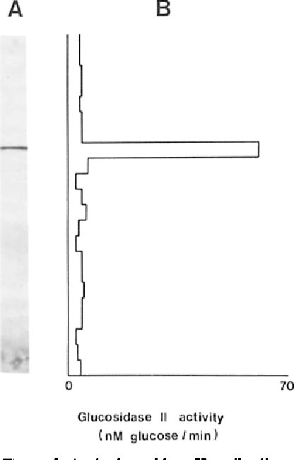Figure 1 From Cell Type Specific Post Golgi Apparatus Localization Of A Resident Endoplasmic