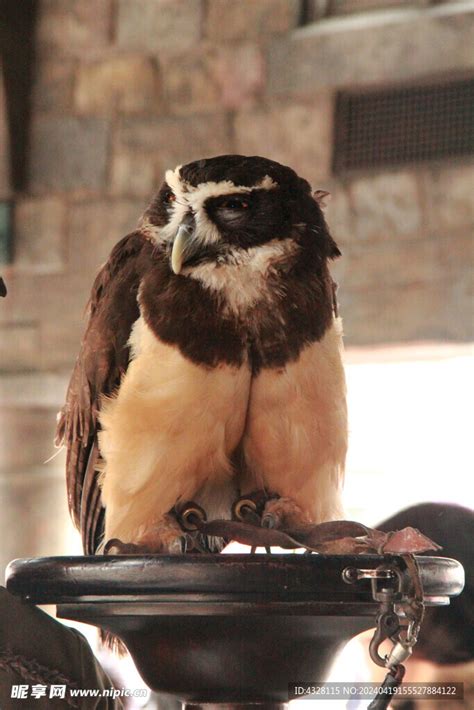 大阪环球影城哈利波特猫头鹰摄影图 国外旅游 旅游摄影 摄影图库 昵图网