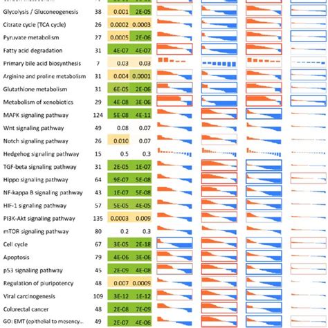 Differential Expression Profiles Of Genes Involved In The Key Cell