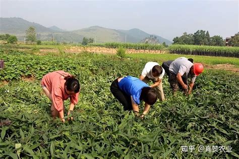 果树控旺用什么药效果好？果树种植如何选用控旺调节剂！ 知乎