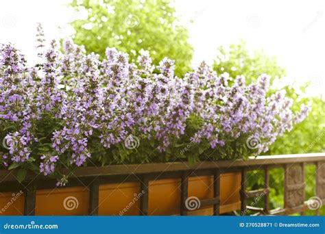 Catnip Flowers Summer Balcony Container Stock Image Image Of Flowers Katzenmelisse 270528871