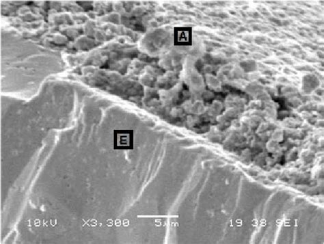 Cross Sectional Microstructure Of The Cell ‘a Denotes The Anode Side
