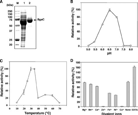 Purification And Biochemical Characterization Of Recombinant Bgac
