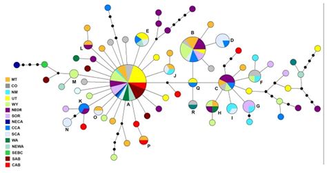 Legend Maximum Parsimony Network Constructed Using A Median Joining