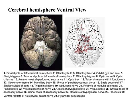 Neuroanatomyppt