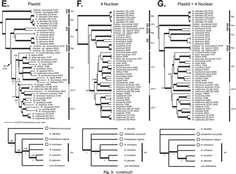 Figure 1 From Low Copy Nuclear Sequence Data Confirm Complex Patterns