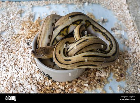 Spotted Python Snake In A Terrarium On A White Background Stock Photo Alamy