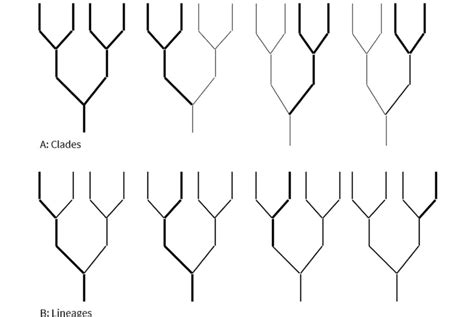 Clades And Lineages In Same Phylogenetic Tree Bold Lines Represent
