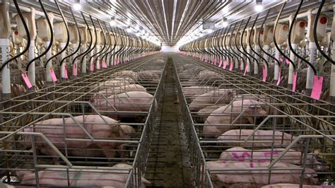 Supreme Court Upholds California Ban On Unethical Pork Proposition