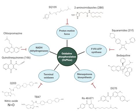 Oxidative Phosphorylation Map