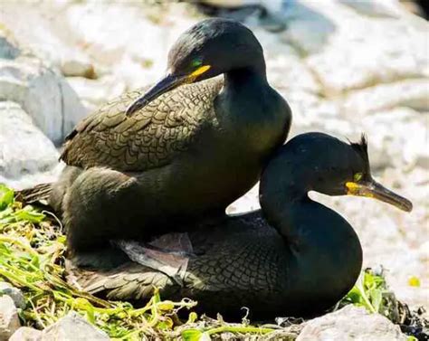 How Do Birds Mate A Deep Dive Into Bird Reproduction