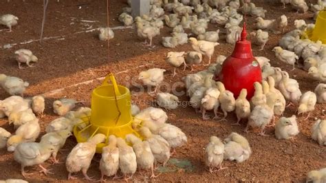 Poultry Object Detection Dataset By Chicken