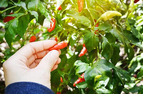 유기농 농장 태국에서 붉은 칠리 페퍼를 들고 손으로 매운 음식 건강한 생활방식에 대한 스톡 사진 및 기타 이미지 건강한 생활방식 과일 나무 Istock
