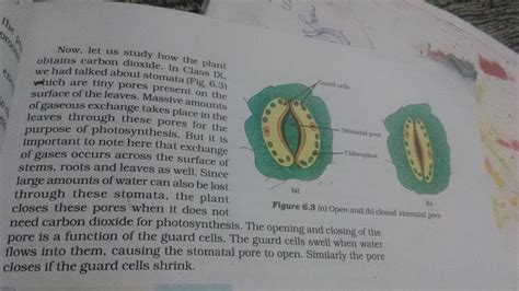 Structure Of Stomata Short Note Printable Templates Protal