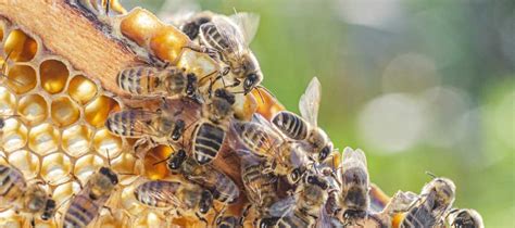 What S The Difference Between Bee Stings Vs Wasp Stings