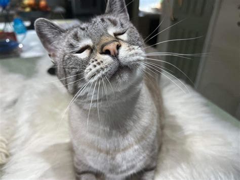 Kitty Bit Games And Cosplay~ On Twitter Literallymecats D65dhwfvcf Twitter