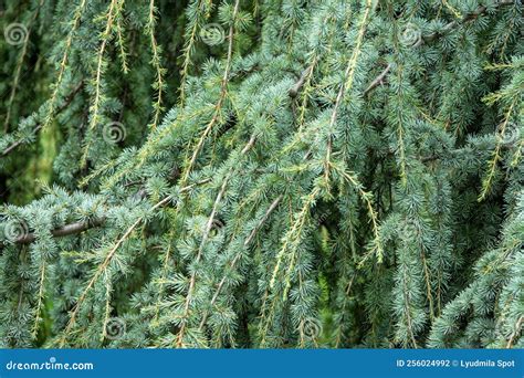 Yalta Crimea August 11 2022 Massandra Park Views Of Trees Palm