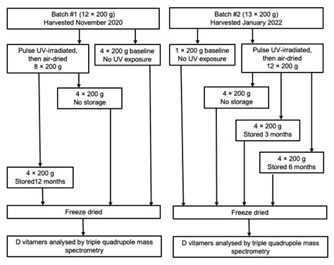 Schematic Overview Of Uv Irradiating Drying And Extracting D Vitamers