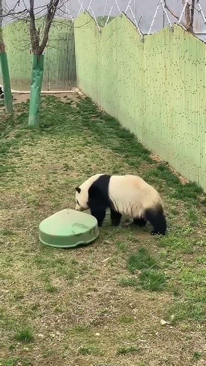 Pandas Youtube Pandas Youtube